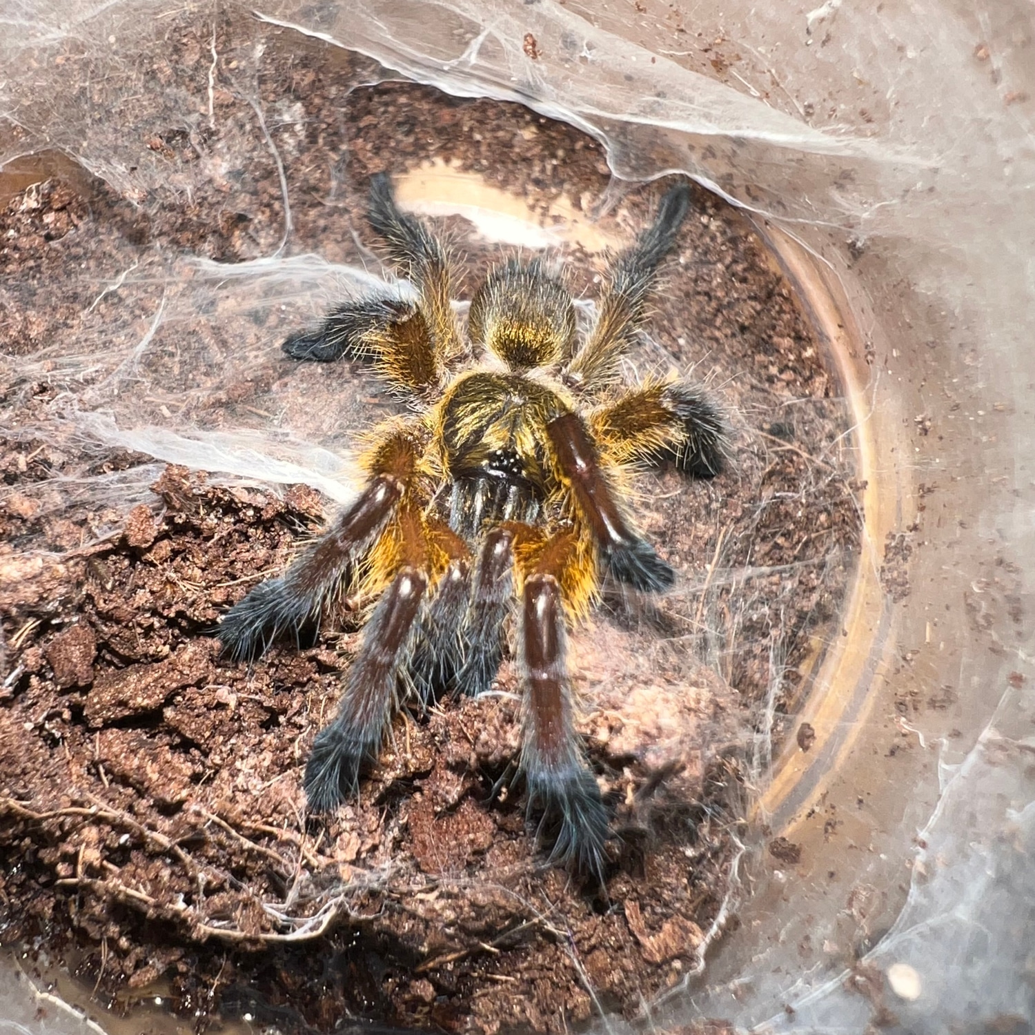 Harpactira Pulchripes (Golden Blue Leg Baboon) Tarantula by Nature's ...