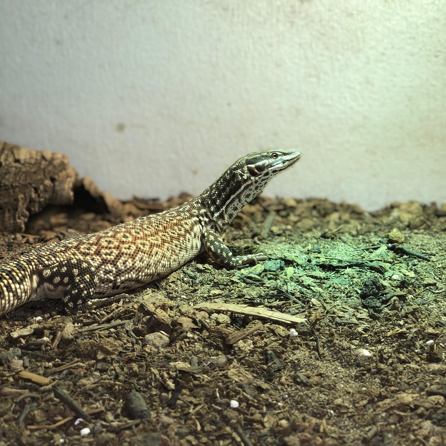 Red Ackie Spiny-Tailed Monitor by Nature's Exquisite Creatures ...