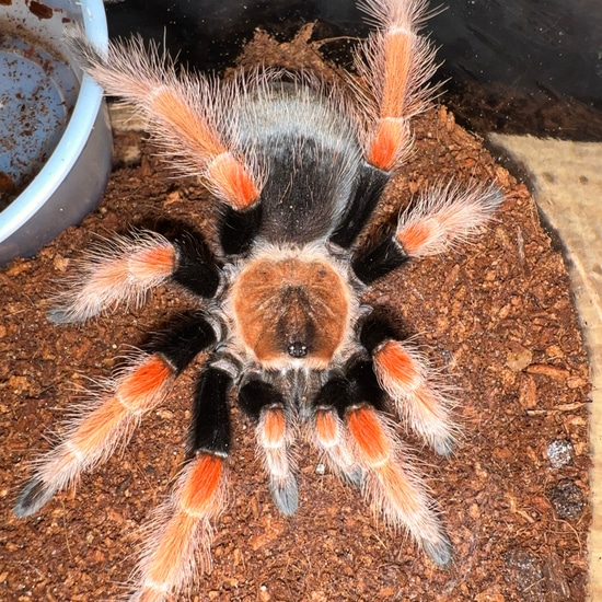 Brachypelma Boemei (Mexican Fire Leg) Tarantula by Nature's Exquisite ...