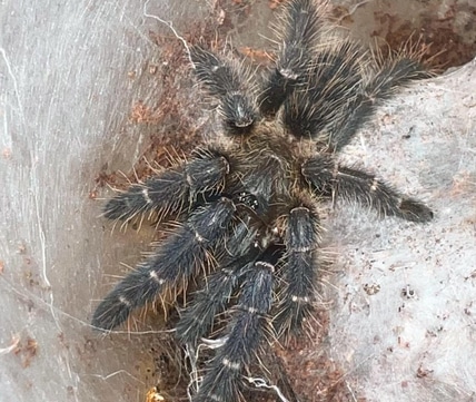 Amazonius Germani (Orange Tree Spider) Tarantula by Nature's Exquisite ...