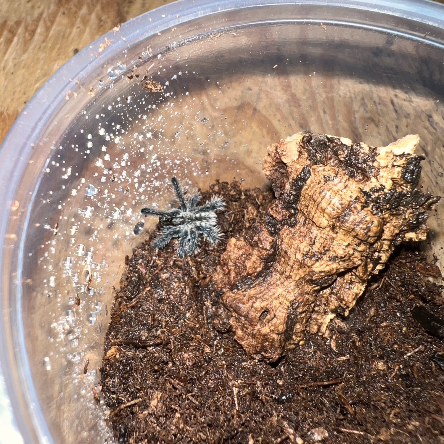 Avicularia Purpurea (Purple Pink Toe) Tarantula by Nature's Exquisite ...