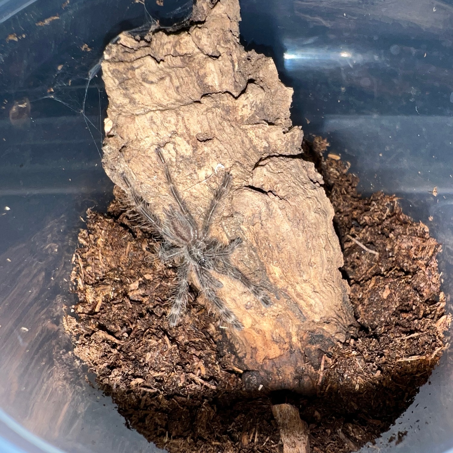 Poecilotheria Subfusca (Highland Ornamental) Tarantula by Nature's ...