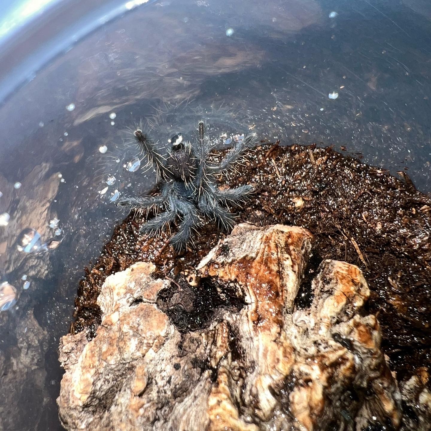 Phormingochilus Arboricola (Borneo Black) Tarantula by Nature's ...