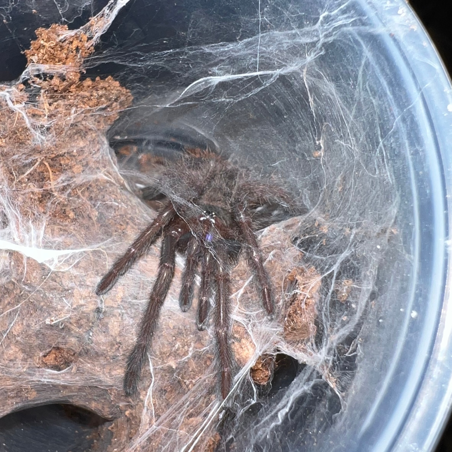 Chilobrachys Sp. Electric Blue (Electric Blue ) Tarantula by Nature's ...