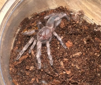 Amazonius Germani (Orange Tree Spider) Tarantula by Nature's Exquisite ...