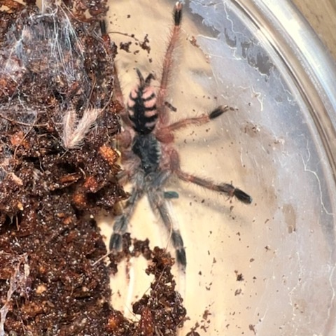 Pseudoclamoris Gigas (Orange Tree Spider) Tarantula by Nature's ...
