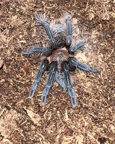 Tlitocatl Albopilosum (Curly Hair) Tarantula by Nature's Exquisite ...