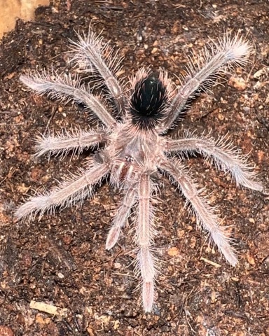 Xenesthis Intermedia (Amazon Blue Bloom) Tarantula by Nature's ...
