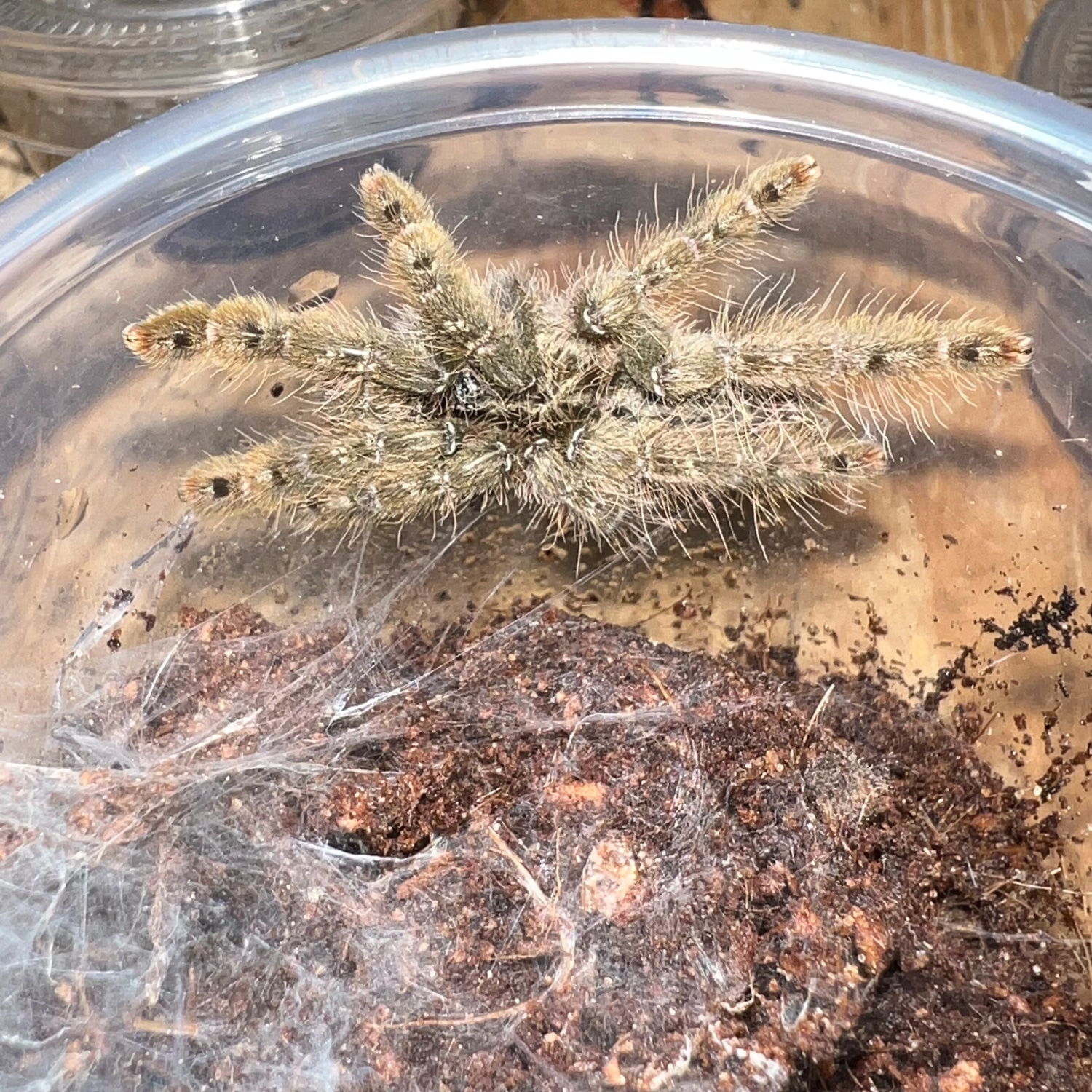 Heteroscodra Maculata (Togo Starburst Baboon) Tarantula by Nature's ...