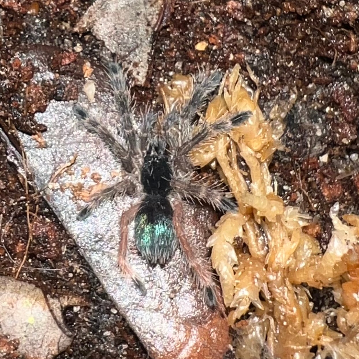 Ephebopus Murinus (Skeleton Leg) Tarantula by Nature's Exquisite ...