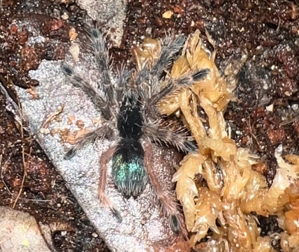 Tlitocatl Schroederi (Mexican Black Velvet) Tarantula by Nature's ...