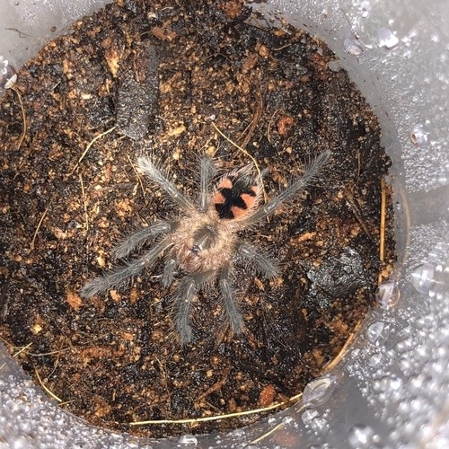Pamphobeteus Machala (Purple Bloom Birdeater) Tarantula by Nature's ...