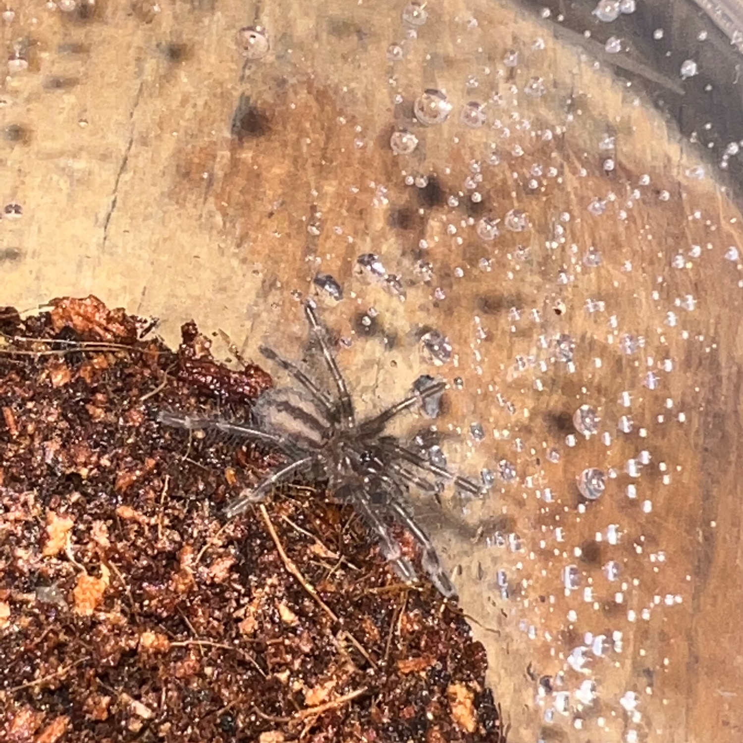 Poecilotheria Formosa (Salem Ornamental) Tarantula by Nature's ...