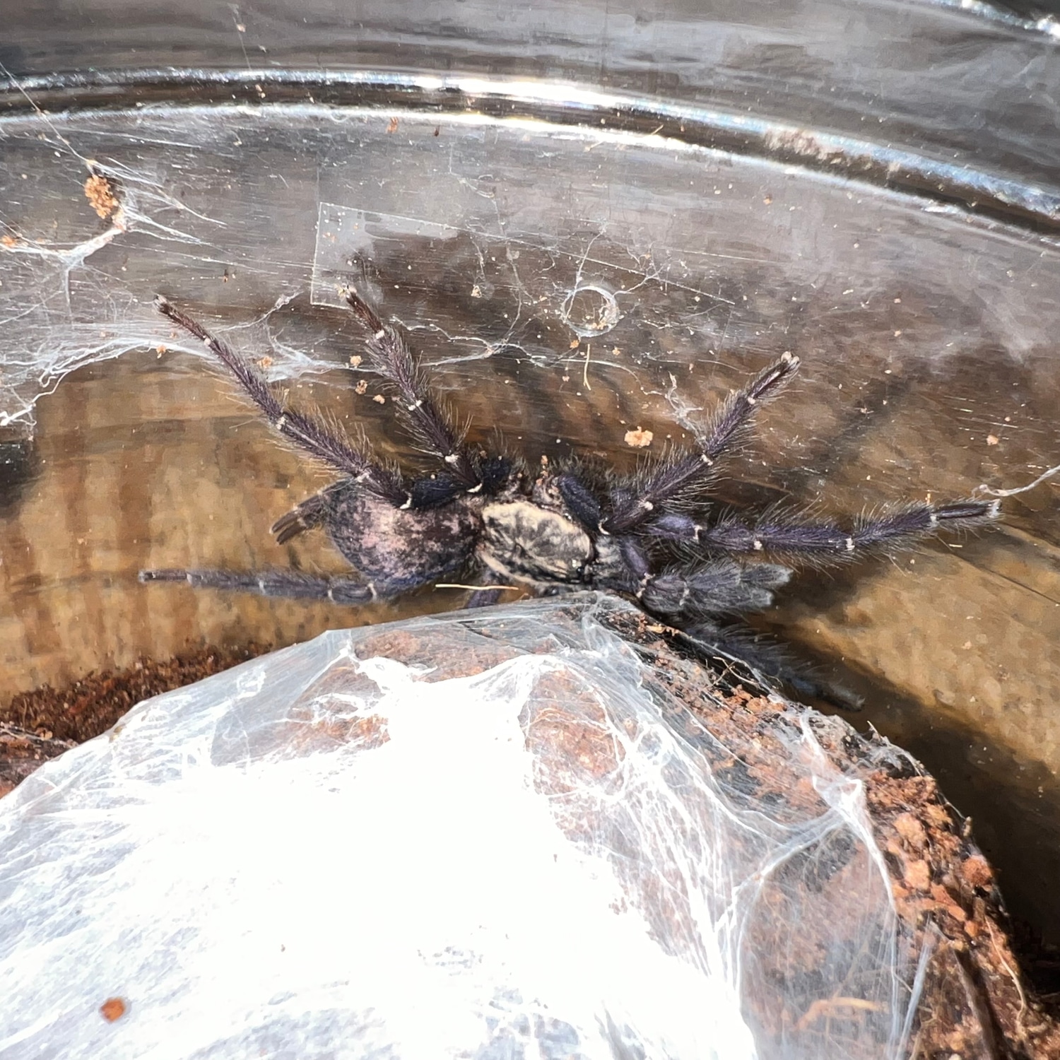 Heterothele Gabonensis (Tanzanian Dwarf Purple) Tarantula by Nature's ...