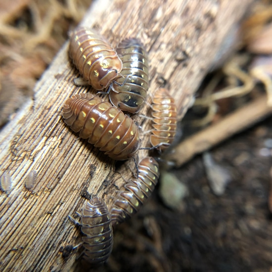 Isopoda Sp. Dream 10ct by Nature's Exquisite Creatures