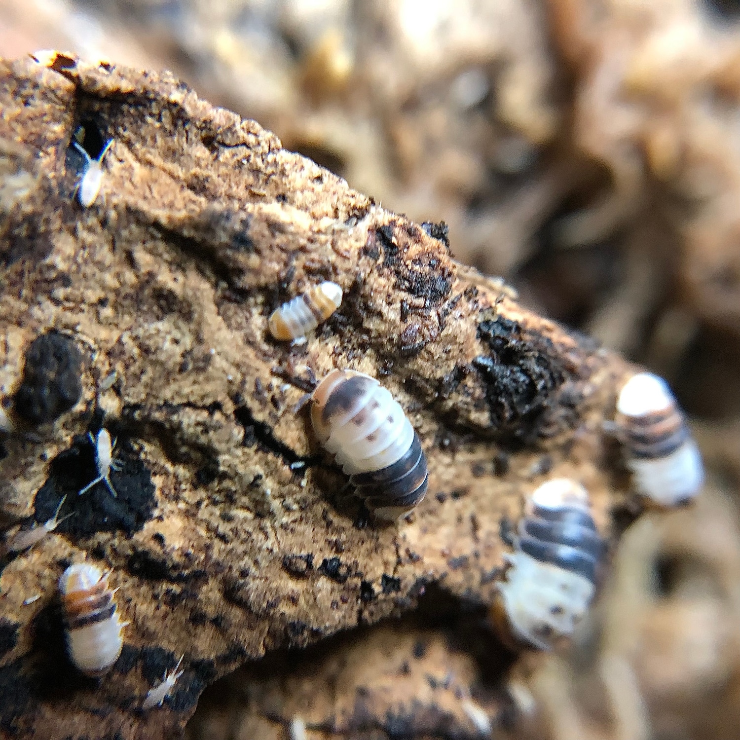 Cubaris Sp. White Shark 10ct Isopod by Nature's Exquisite Creatures ...