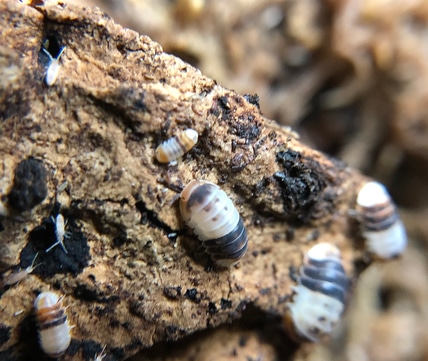 Pseudoarmadllo Spinosus "Cuban Spikey" 5ct Isopod by Nature's Exquisite ...