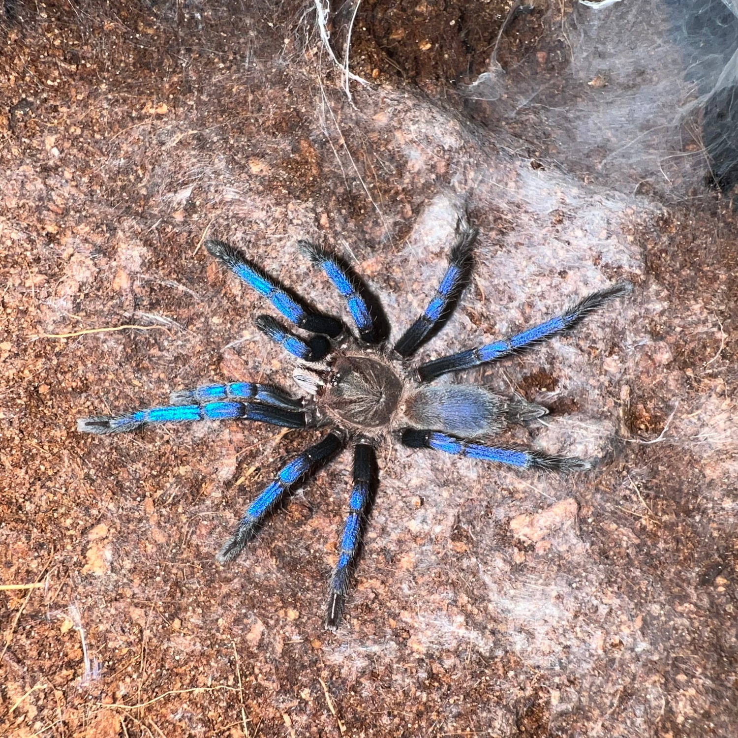 Birupes Simoroxigorum (Sarawak Blue Beauty) Tarantula by Nature's ...