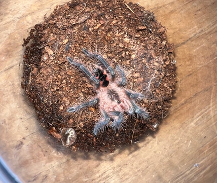 Brachypelma Hamorii (Mexican Red Knee) Tarantula by Nature's Exquisite ...