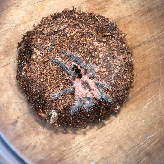 Pamphobeteus Machala (Purple Bloom Birdeater) Tarantula by Nature's ...