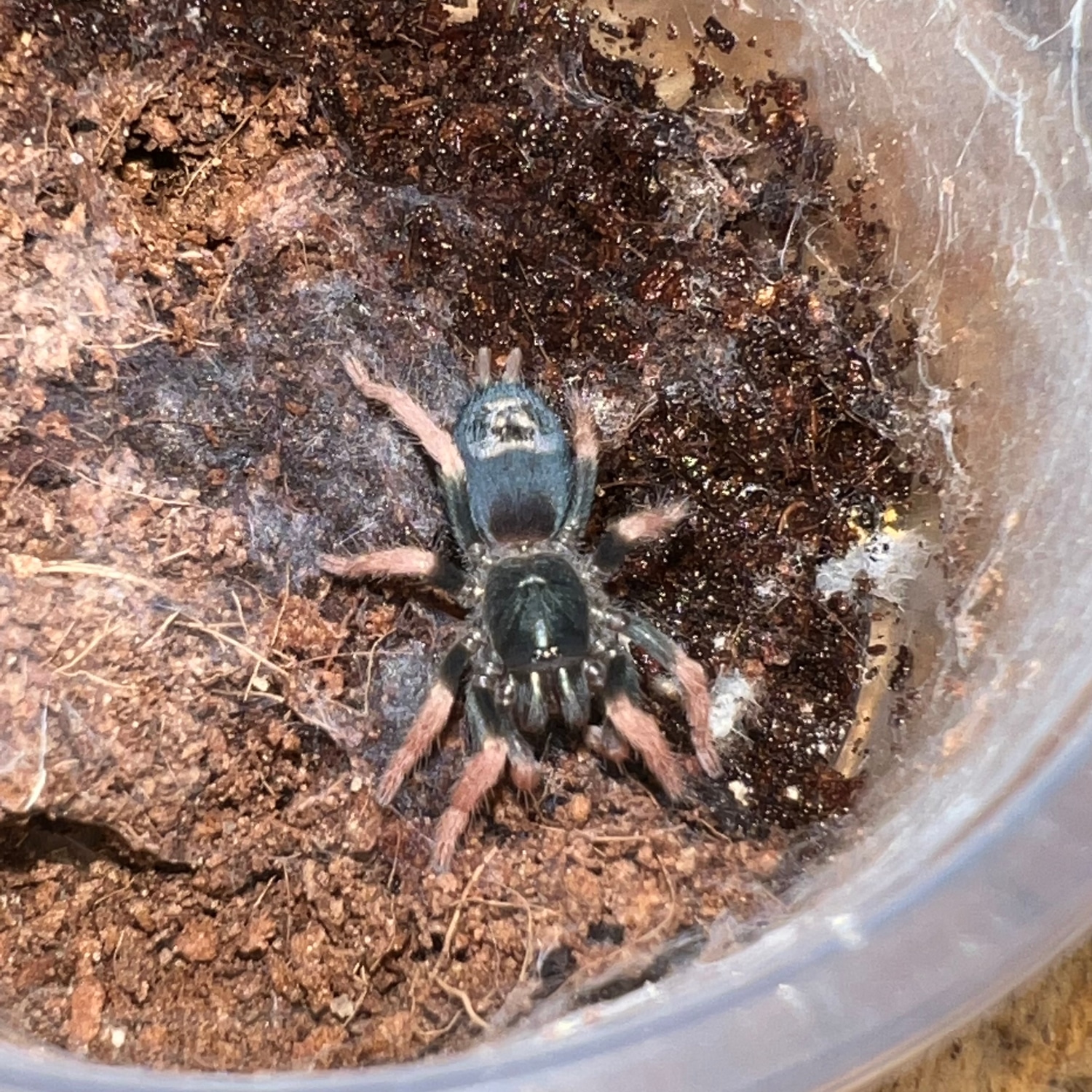 Kochiana Brunnipes (Brazilian Dwarf Pink Leg) Tarantula by Nature's ...