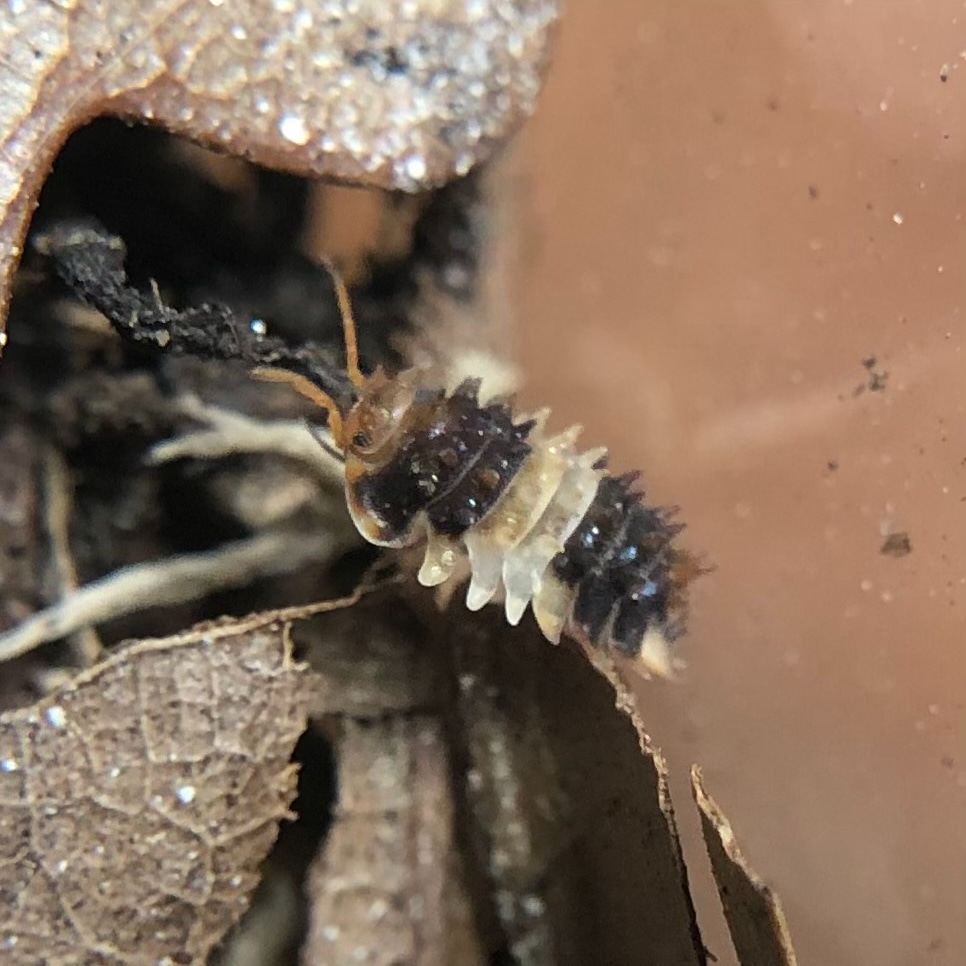 Isopoda Sp. "Thai Spikey" 5ct by Nature's Exquisite Creatures - MorphMarket