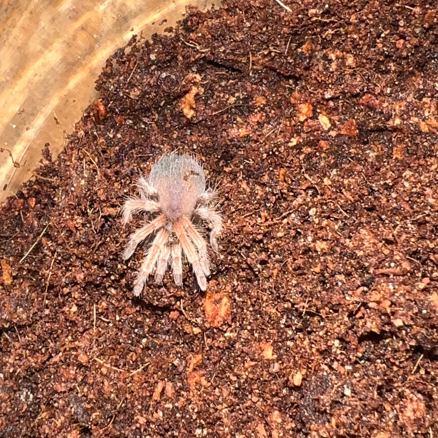 Brachypelma Boemei (Mexican Fire Leg) Tarantula by Nature's Exquisite ...