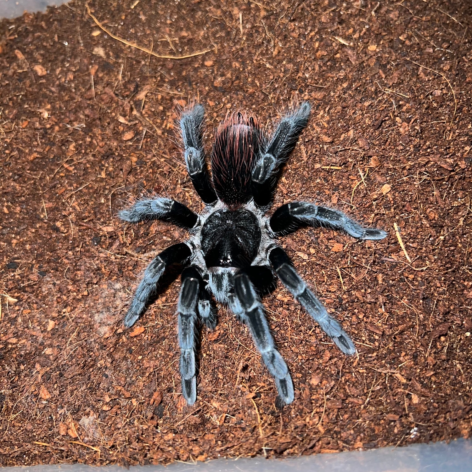 Sericopelma Rubronitens (Panama Red Rump) Tarantula by Nature's ...