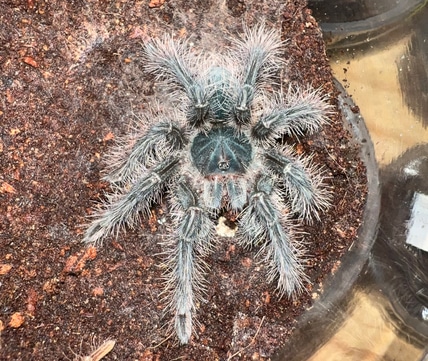 Amazonius Germani (Orange Tree Spider) Tarantula by Nature's Exquisite ...