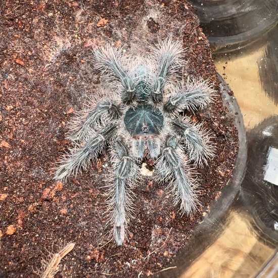 Theraposa Blondi (True Goliath Birdeater) Tarantula by Nature's ...