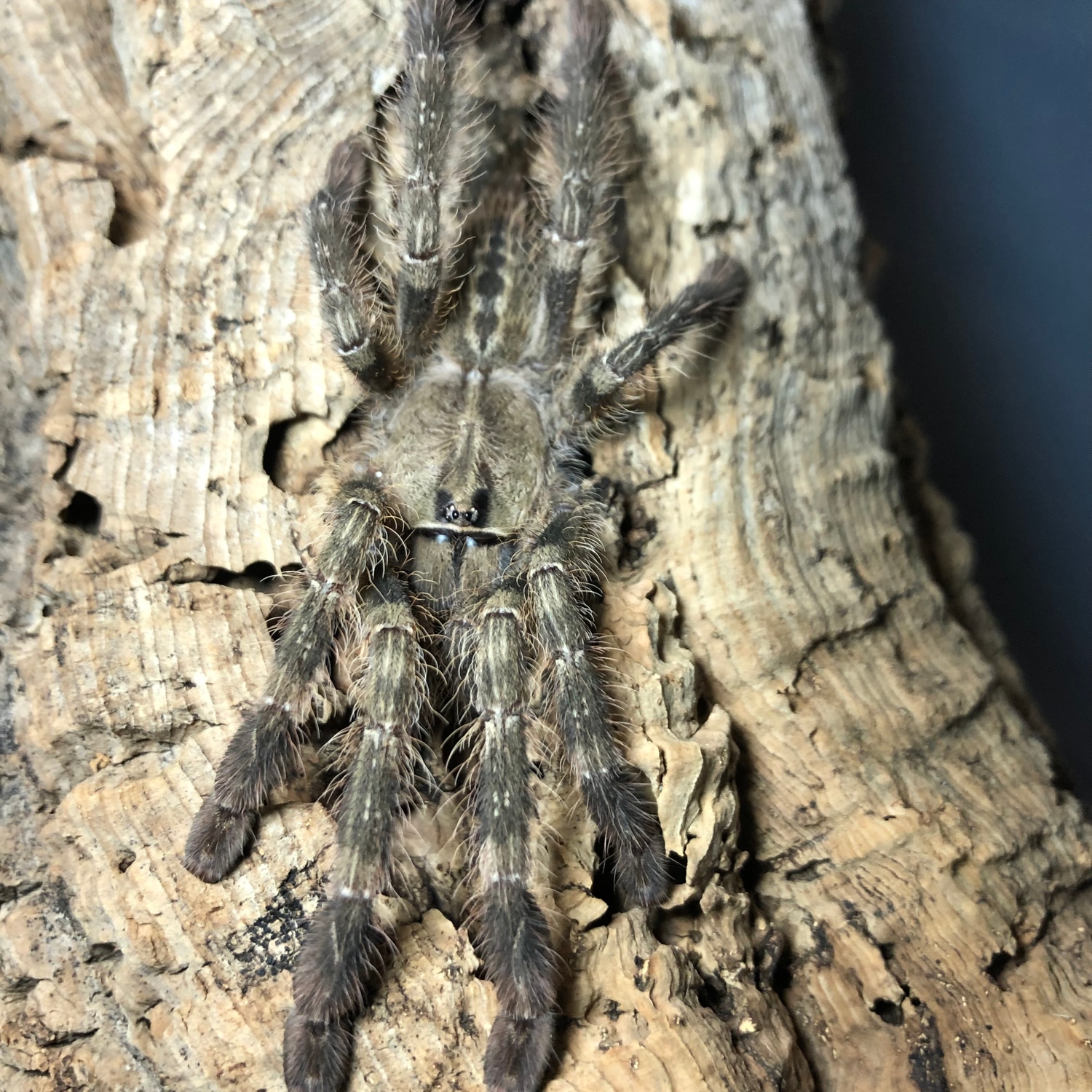 Poecilotheria Vitatta (Ghost Ornamental) Tarantula by Nature's ...