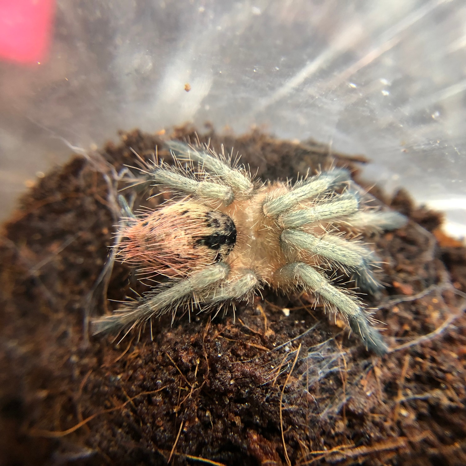 Thrixopelma Ockerti (Peruvian Flame Rump) Tarantula by Nature's ...