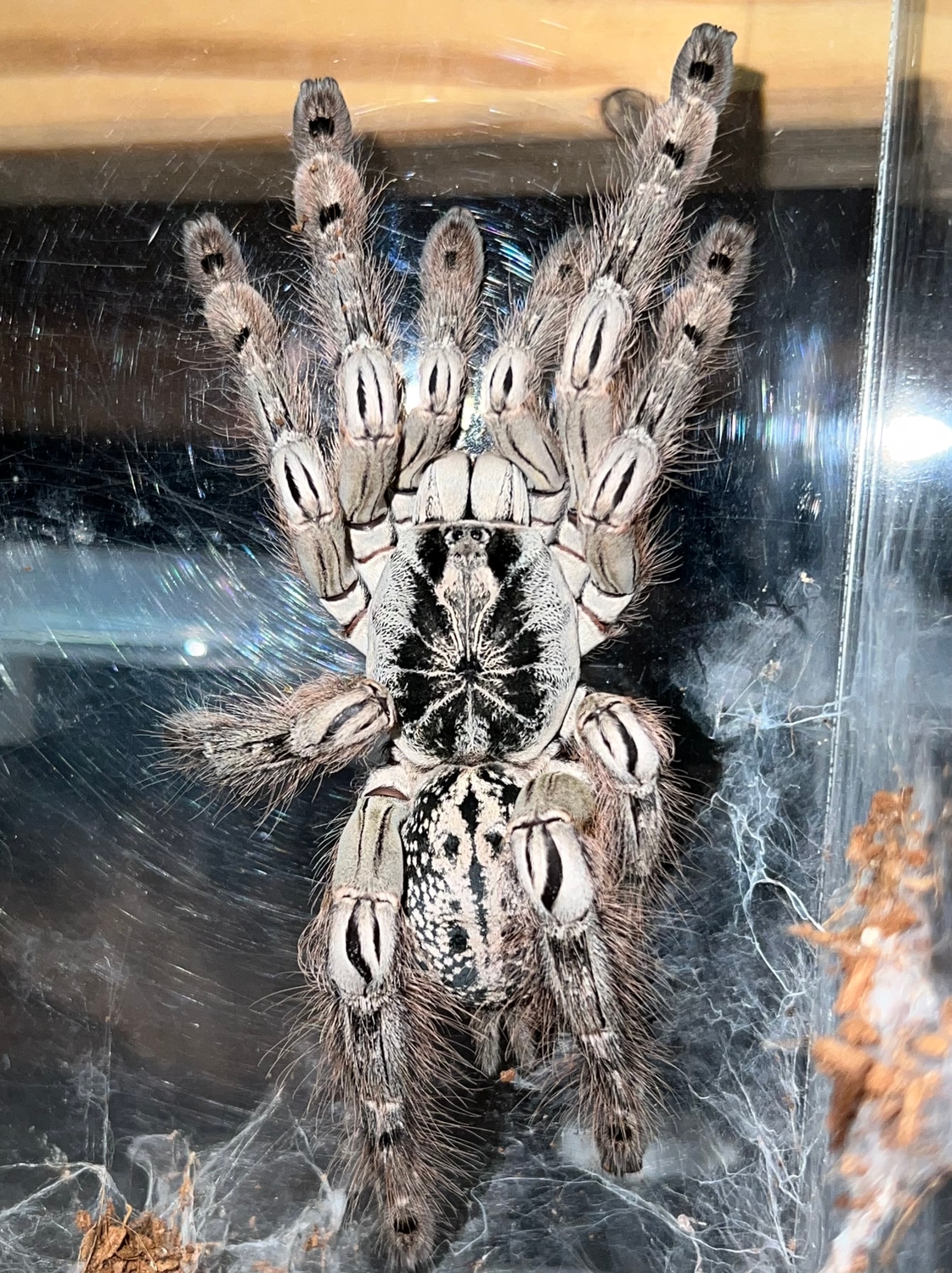 Heteroscodra Maculata (Togo Starburst Baboon) Tarantula by Nature's ...