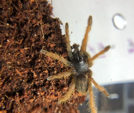 Aphonopelma Anax (Texas Tan) Tarantula by Nature's Exquisite Creatures ...