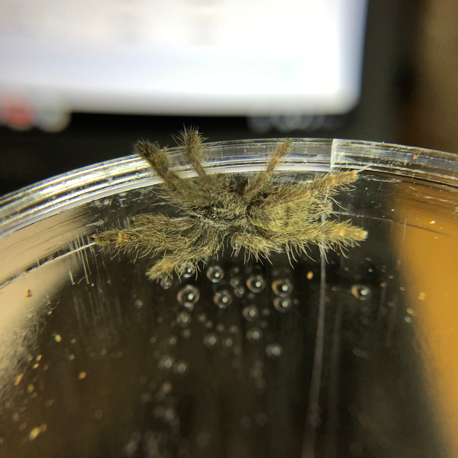 Stromatopelma Calceatum (Feather Leg Baboon) Tarantula by Nature's ...