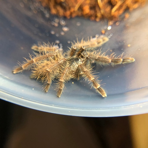 Phormingochilus Sp. "Rufus" (Peach Earthtiger) Tarantula by Nature's ...