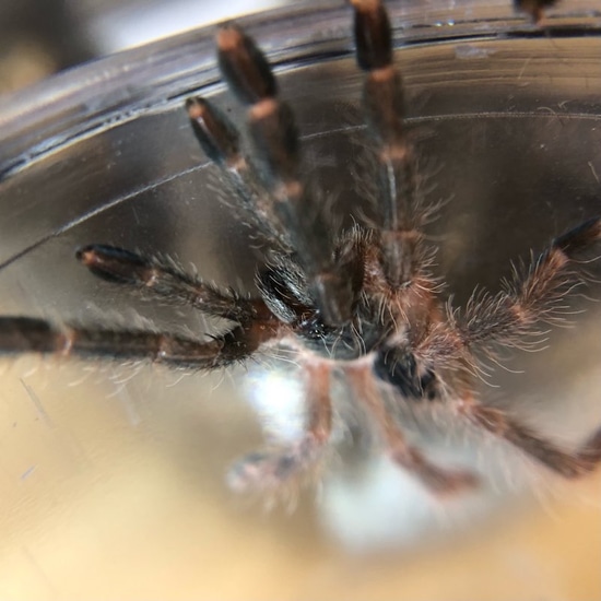 Amazonius Germani (Orange Tree Spider) Tarantula by Nature's Exquisite ...