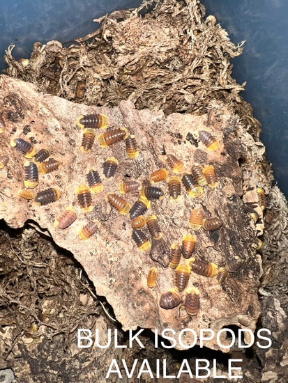 Bulk Isopods by Nature's Exquisite Creatures