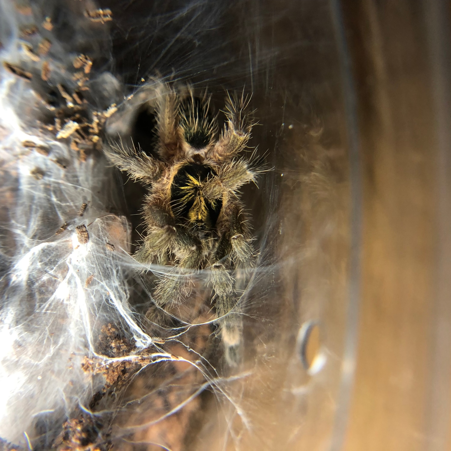 Neoholothele Incei (Trinidad Olive) Tarantula by Nature's Exquisite ...
