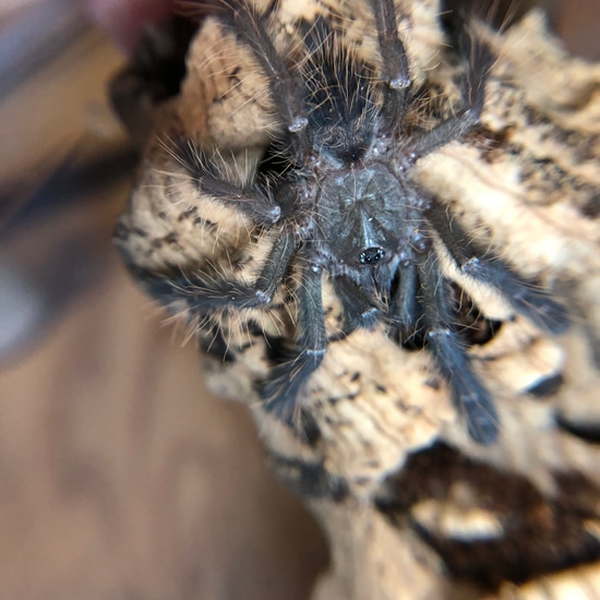 Omothymus Violaceopes (Singapore Blue) Tarantula by Nature's Exquisite ...