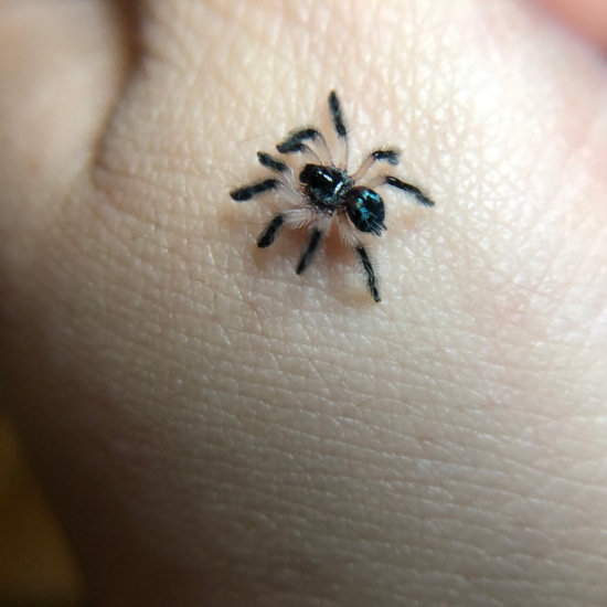 Typhochlaena Seladonia (Brazilian Jewel) Tarantula by Nature's ...