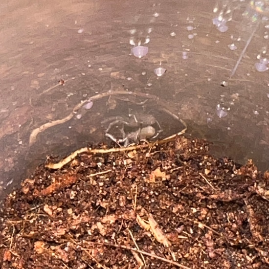 Homoeomma Chilense (Flame Rump) Tarantula by Nature's Exquisite Creatures