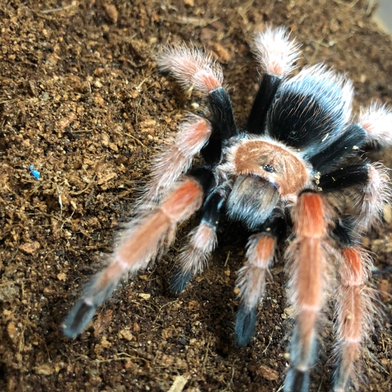 Brachypelma Boemei (Mexican Fire Leg) Tarantula by Nature's Exquisite ...