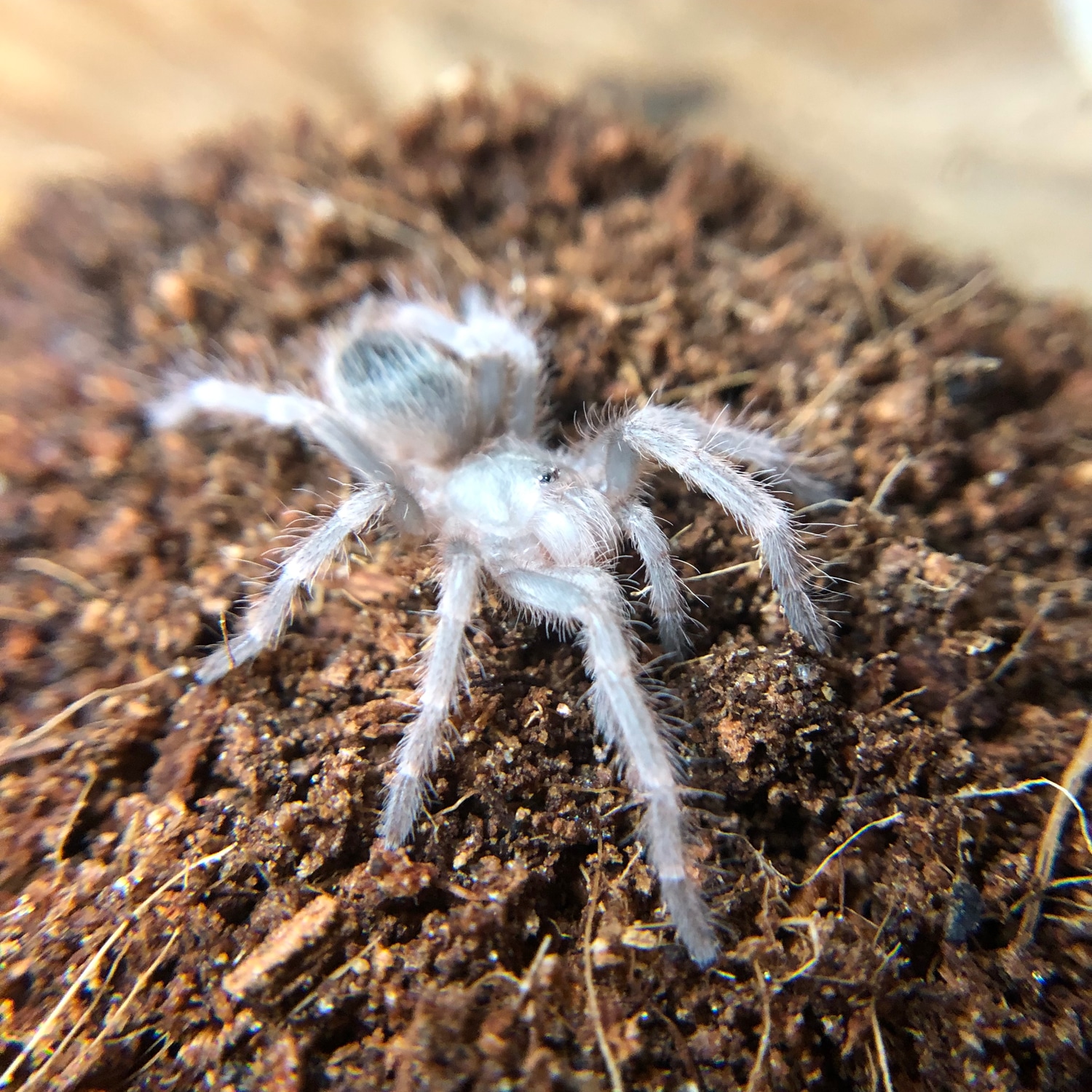 Nhandu Tripepii (Brazilian Giant Blonde) Tarantula by Nature's ...