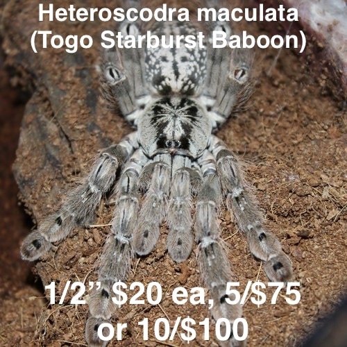 10 Lot Heteroscodra Maculata (Togo Starburst Baboon) Tarantula by ...