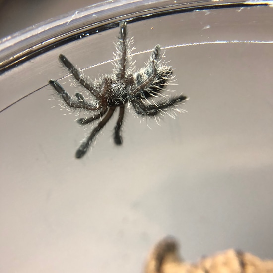 Avicularia Purpurea (Purple Pink Toe) Tarantula by Nature's Exquisite ...