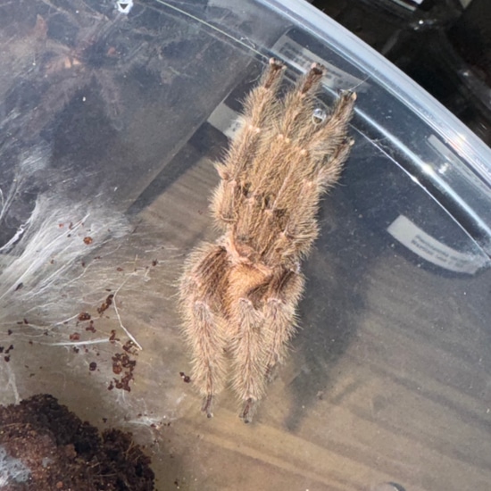 Orphnaecus Sp. Blue Panay (Blue Panay Earthtiger) Tarantula by Nature's ...