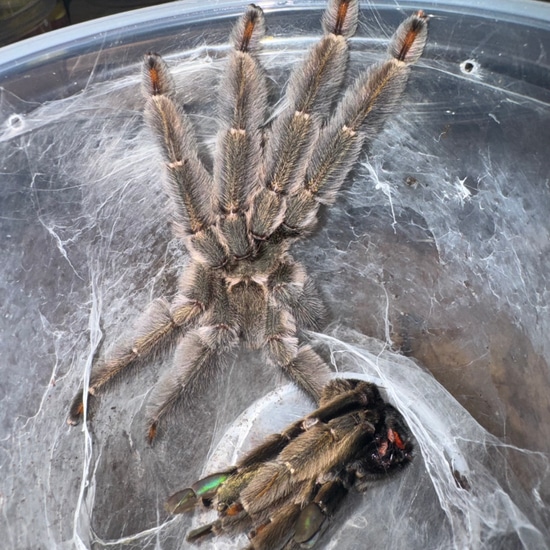 Psalmopoeus Cambridgei (Trinidad Chevron) Tarantula by Nature's ...