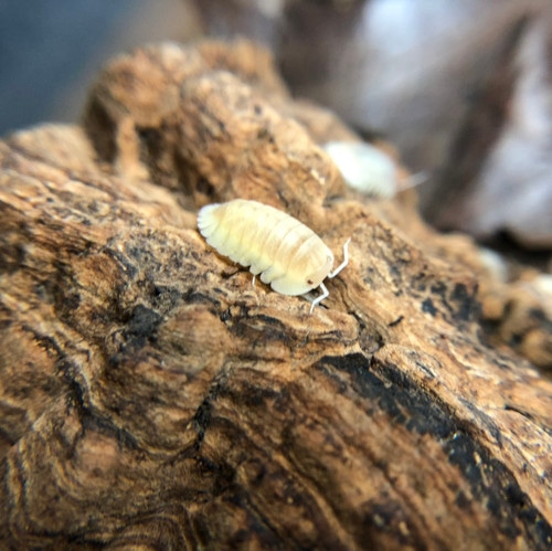 Cubaris Sp. "Red Edge Albino" 10ct Isopod by Nature's Exquisite ...