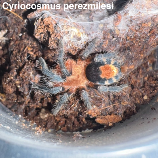 Cyriocosmus Perezmilesi (Bolivian Dwarf Beauty) Tarantula by Nature's ...